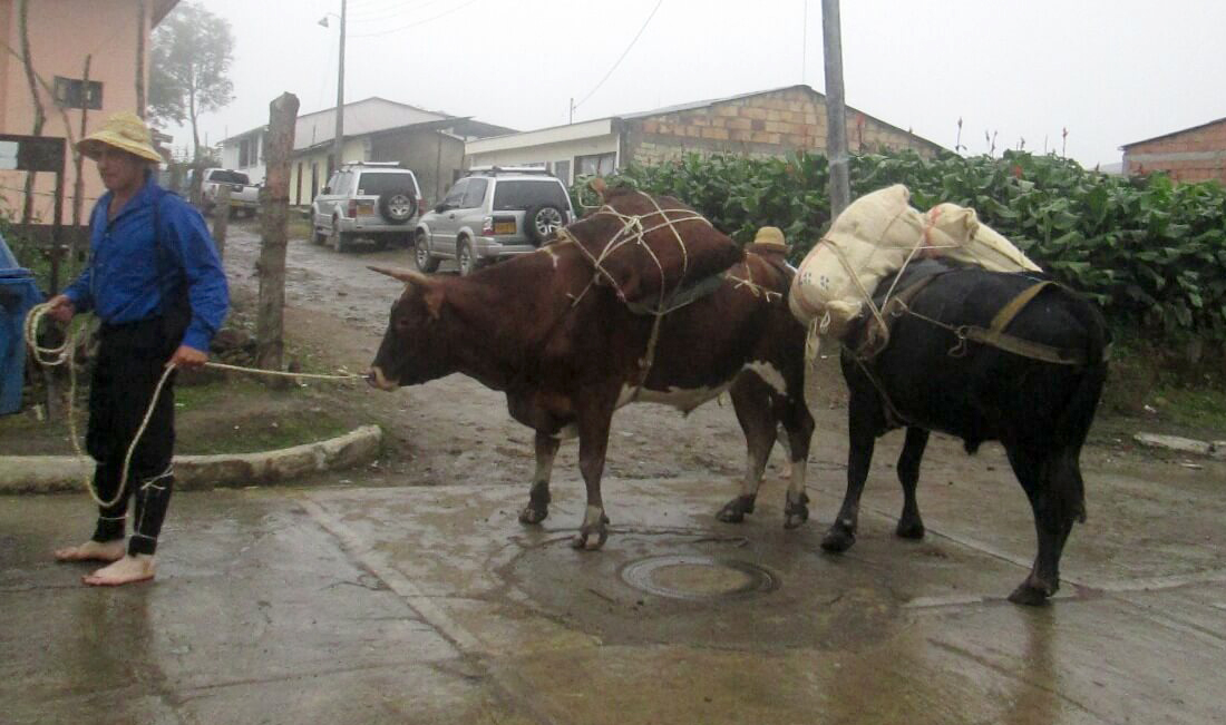 Arriar el ganado y el destino
